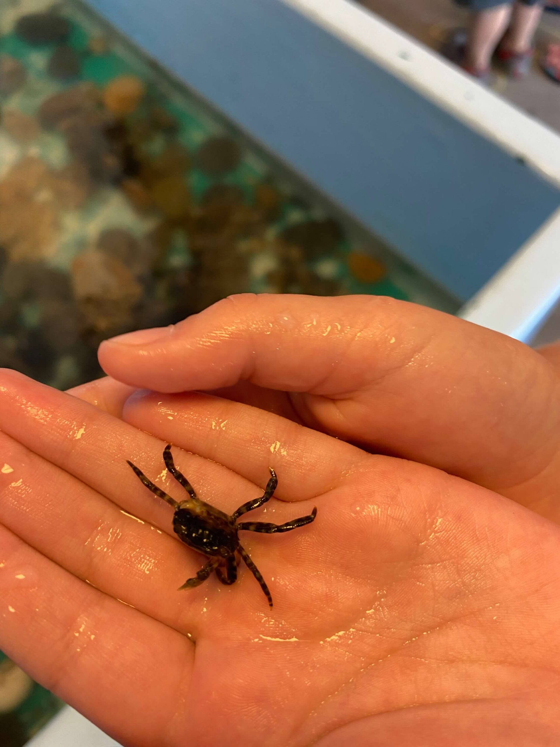 Hampton Beach- Exploring Sea Life in New Hampshire ⋆